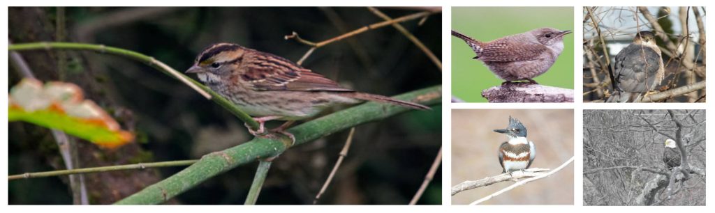 Bird Observations – LAKE TAMARACK ASSOCIATION